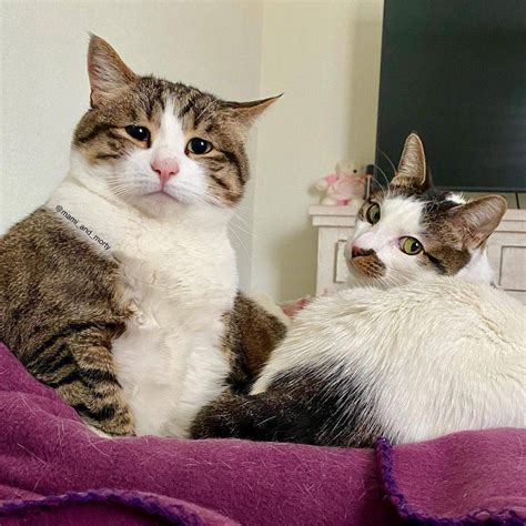 어딘가 슬퍼 보이고 억울해 보이는 고양이 에누리 쇼핑지식 자유게시판