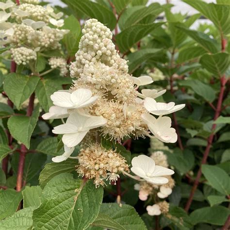 Hydrangea Paniculata Living Infinity Lcno9 Pbraf