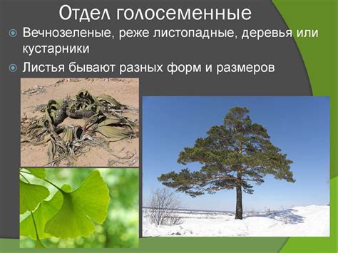 Отдел голосеменные - online presentation
