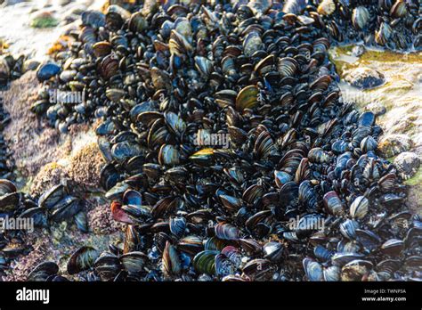 The Blue Mussel Mytilus Edulis Also Known As The Common Mussel Is A