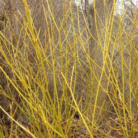 Yellow Twig Dogwood Amazing Vivid Golden Color —
