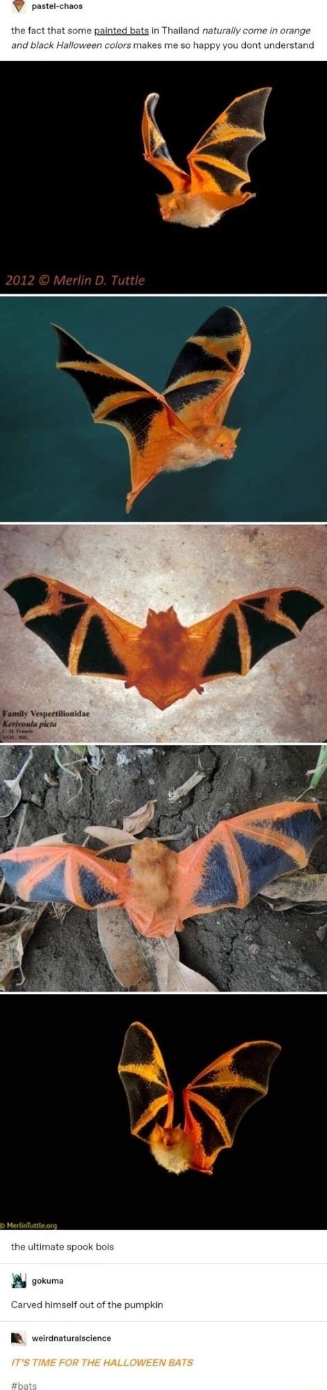 The Best Weirdnaturalscience Memes Memedroid