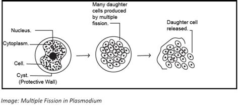 Multiple Fission In Plasmodium