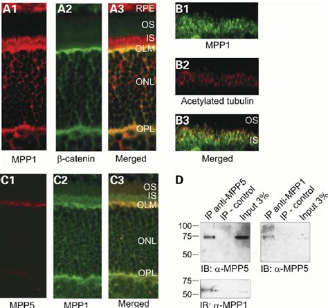 Mpp1 And Mpp5 Interact At The Outer Limiting Membrane Of The Neural