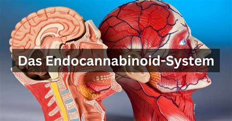 Die Rolle Des Ecs In Gesundheit Und Wohlbefinden