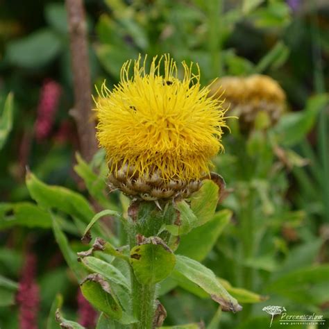 Centaurea Macrocephala Perenniculum