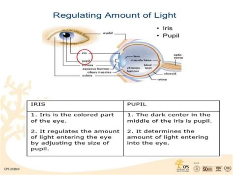 Ch15 Light Reflection Refraction Light Energy Pptx