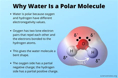 Why Is Water a Polar Molecule?