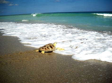 Unveiling The Secrets Of Sea Turtle Migration Loggerhead Marinelife Center