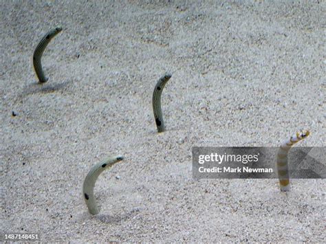 Garden Eels Photos And Premium High Res Pictures Getty Images