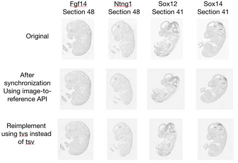Follow Up On Wrong Rotation Angles Using Image To Reference API Science Allen Brain Map