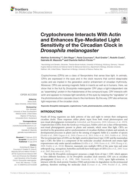 Pdf Cryptochrome Interacts With Actin And Enhances Eye Mediated Light