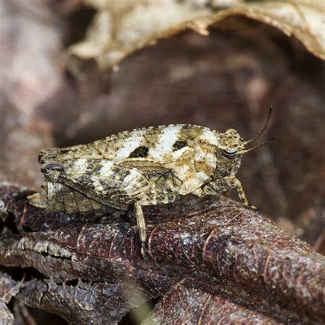 Crested Pygmy Grasshopper From Rockland County Ny Usa On April 20 2012 At 1126 Am By Alan