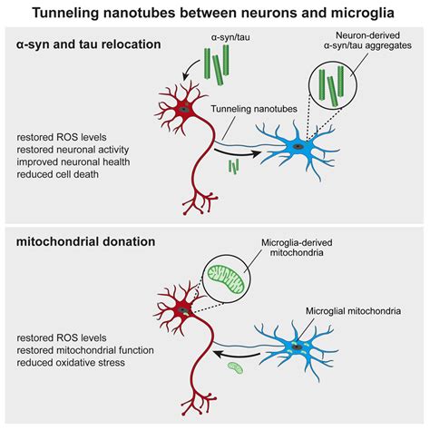 Microglia Transfer Healthy Mitochondria To Rescue Neurons From Neurodegeneration World