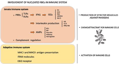 Schematic Representation Of The Suggested Roles Of Nucleated Rbcs In Download Scientific