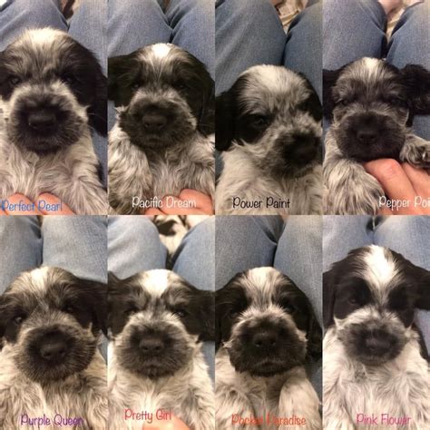 Un Joyeux English Cocker Spaniel Of Shaggy Love