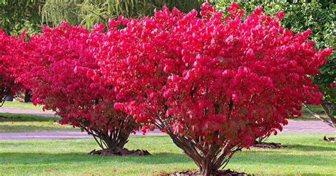 How To Grow And Care For Euonymus Shrubs Gardeners Path