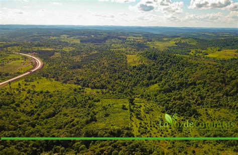 Vida Silvestre Ya Superó Los 200000 árboles Nativos Plantados Para