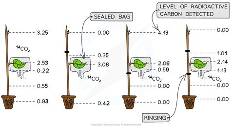 Tracer And Ringing Experiments Aqa A Level Biology Revision Notes 2017