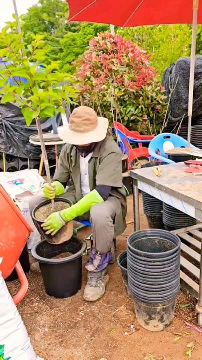 목수국 분갈이 Youtube