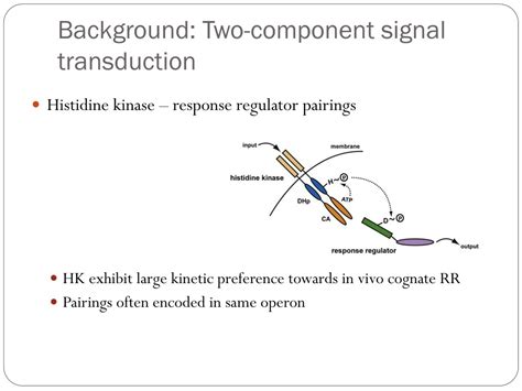 PPT Rewiring Two Component Signal Transduction Specificity PowerPoint Presentation ID 9082268