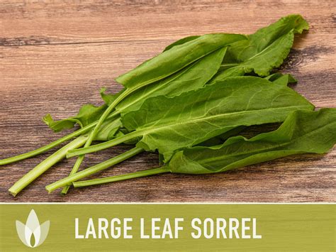 Sorrel Seeds 200 Seeds Perennial Organic Lemon Flavor Medieval