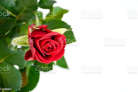 녹색 나뭇잎과 나뭇가지로 피는 아름 다운 빨간 장미 꽃을 닫습니다 흰색 배경에 사랑의 꽃 상징 발렌타인 데이 결혼식 배경 여성의 날 어머니의 날에 대 한 아이디어 카드를