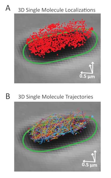 Single Molecule Tracking Microscopy A Tool For Determining The