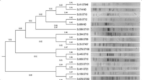 Dendrogram Obtained By Upgma Unweighted Pair Group Method With Download Scientific Diagram