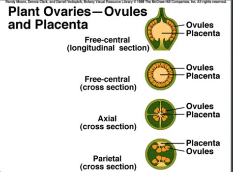 Bi230 Final Angiosperms Flashcards Quizlet