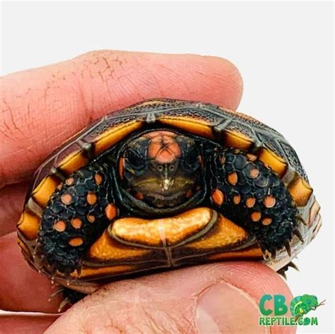 Cherry Head Tortoise Care Sheet Cherry Head Red Footed Tortoise Care
