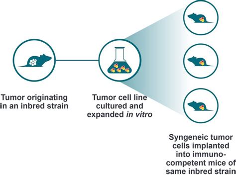 Thijs De Gunst On Linkedin Syngeneic Tumor Mouse Models The Pros And Cons