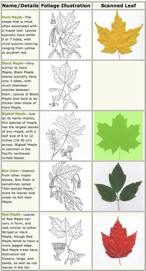 Sugar Maple Leaf Shape Aslolearn