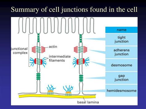 PPT Cell Junctions And Extra Cellular Matrix II PowerPoint Presentation ID