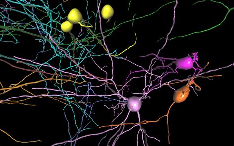 Neuron Analysis
