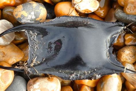 Shark Eggs A Deep Dive Into The Fascinating World Of Shark Reproduction