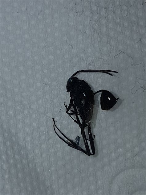 Israel Near Jerusalem What Is That Bug Ive Just Sprayed I Have