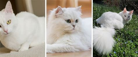 Most Beautiful White Cat