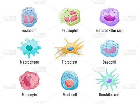 细胞淋巴细胞。人体免疫系统解剖，血细胞或白细胞nk成纤维细胞巨噬细胞嗜酸性粒细胞中性粒细胞嗜碱性粒细