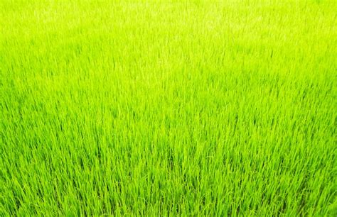 Premium Photo Surface Grass