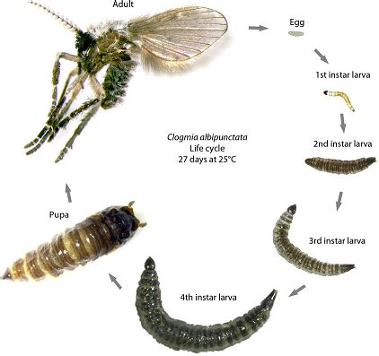 Fruit Flies Gnats Or Drain Flies Pronto Pest Management