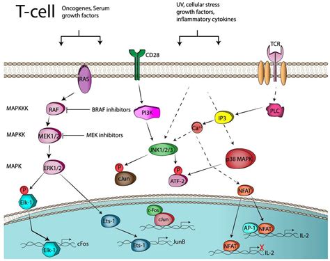 Cancers Free Full Text Ap 1 Transcription Factors As Regulators Of Immune Responses In Cancer