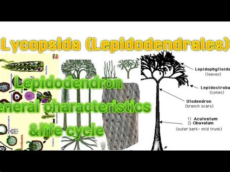 Biology Lycopsida Lepidodendrales Lepidodendron General