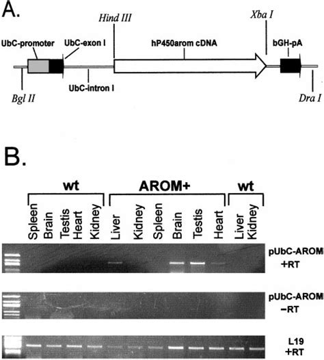 A Schematic Representation Of The Pubc Arom Transgene Construct The