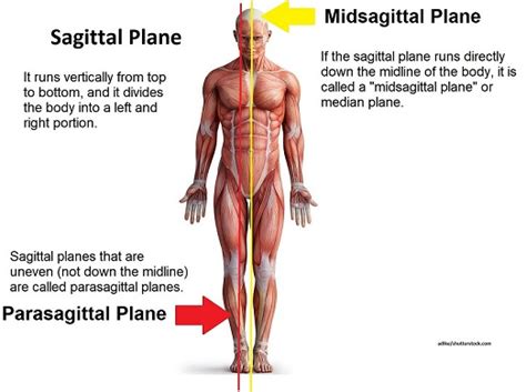 Anatomical Body Planes And Sections Anatomy And Physiology