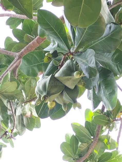 Tree Fruits Leaf Day Summer Hot Art Sky Stock Image Image Of Tree