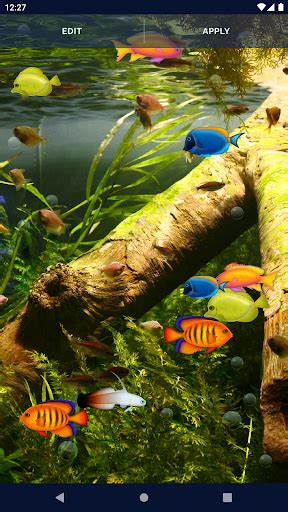 Live Aquarium Fish Wallpaper