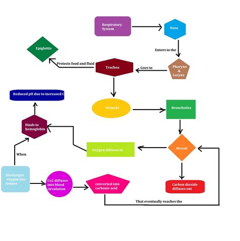 Respiratory System Concept Map Respiratory System Concept Map