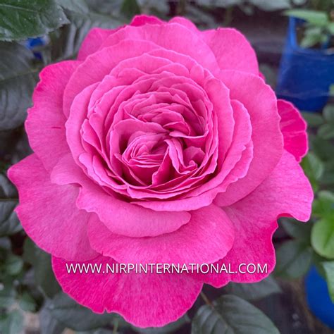 Nirp Assortment Of Our Garden Rose Varieties