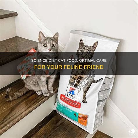 Science Diet Cat Food Optimal Care For Your Feline Friend Petshun
